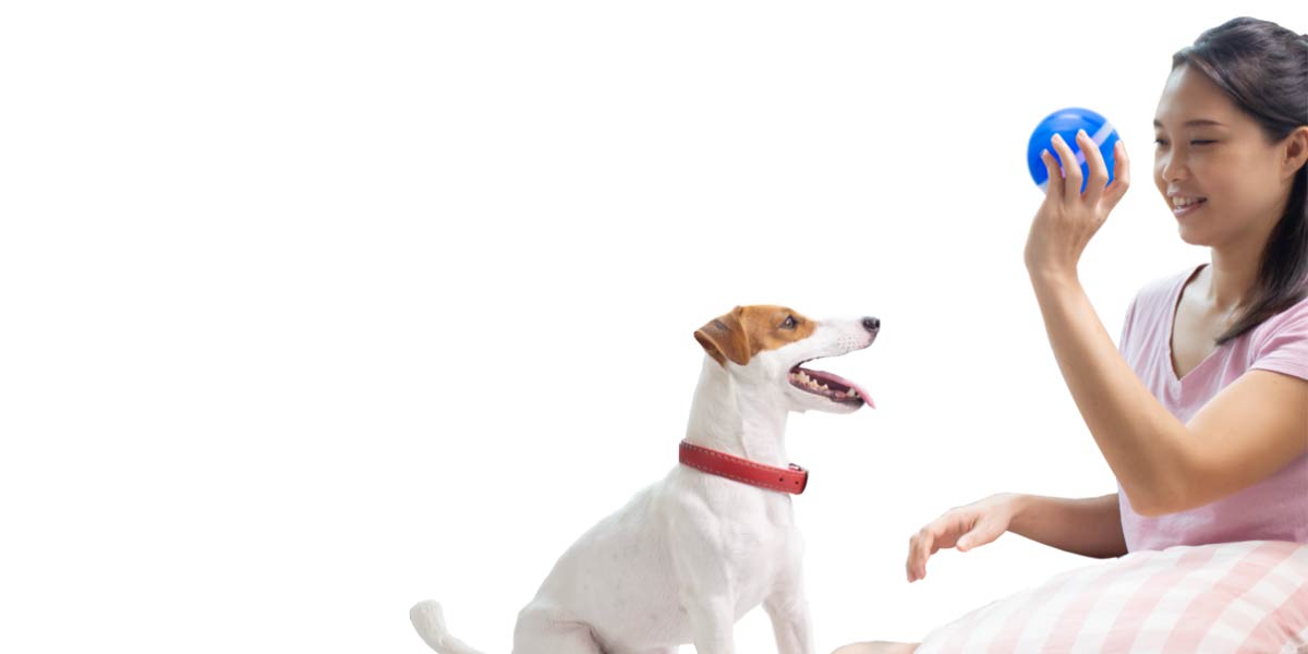 Barxbuddy Busy Ball Review for 2023: Is It Worth Buying?